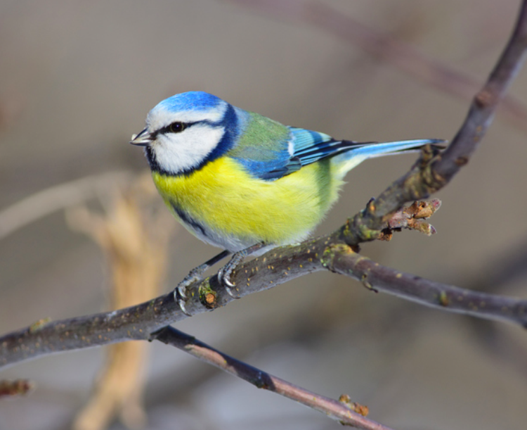 Free Living With Birds Guide | Free Stuff UK