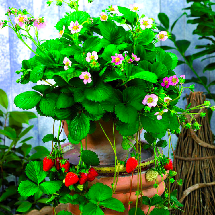 6 Free Plants (Worth £9.99) | Free Stuff UK